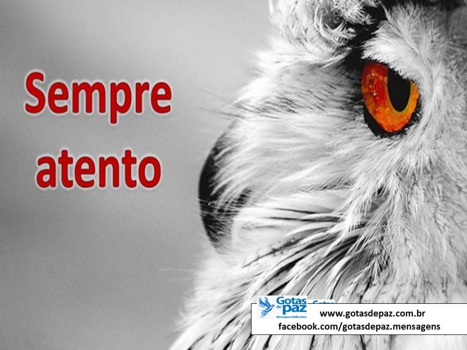 Sempre atento - Gotas de PazGotas de Paz