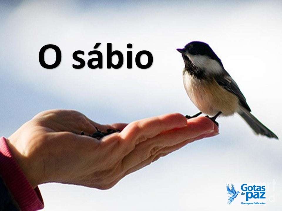 O sábio - Gotas de PazGotas de Paz