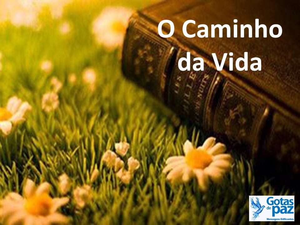 O Caminho da Vida - Gotas de PazGotas de Paz