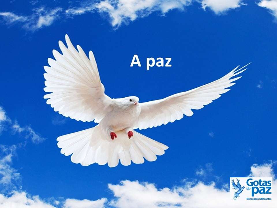 A paz - Gotas de PazGotas de Paz