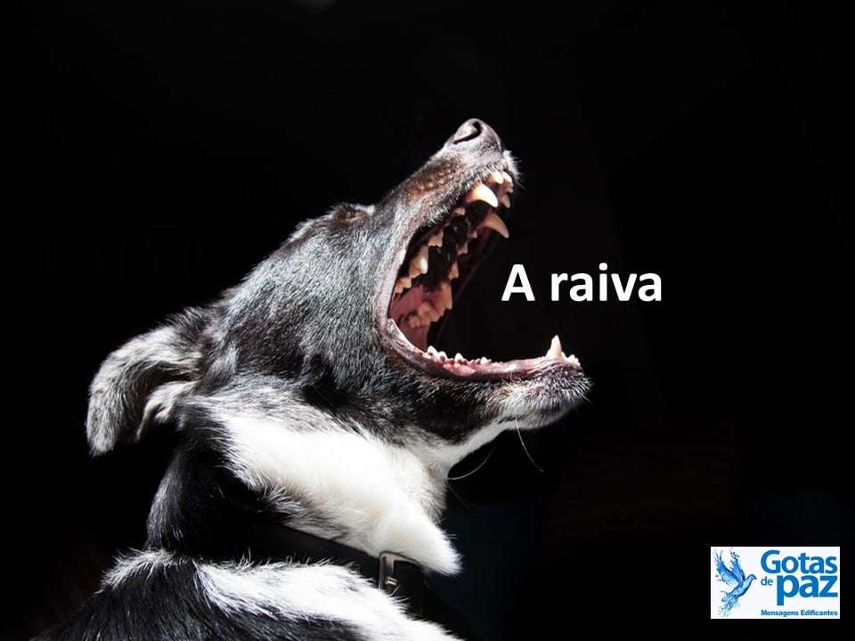 A raiva - Gotas de PazGotas de Paz